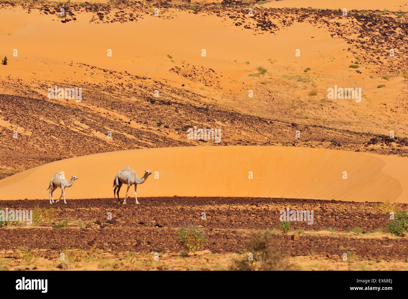 Adrar adrar mauritania hi-res stock photography and images - Alamy