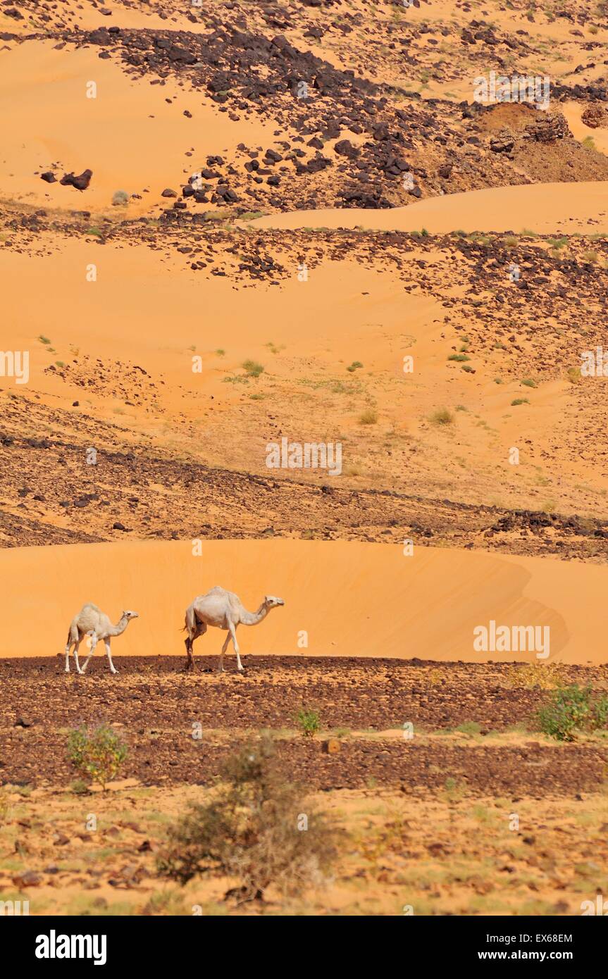 Dromedaries in the desert, Adrar Region, Mauritania Stock Photo - Alamy