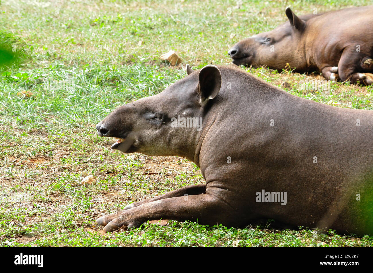 Tapir (Tapirus terrestris Stock Photo - Alamy