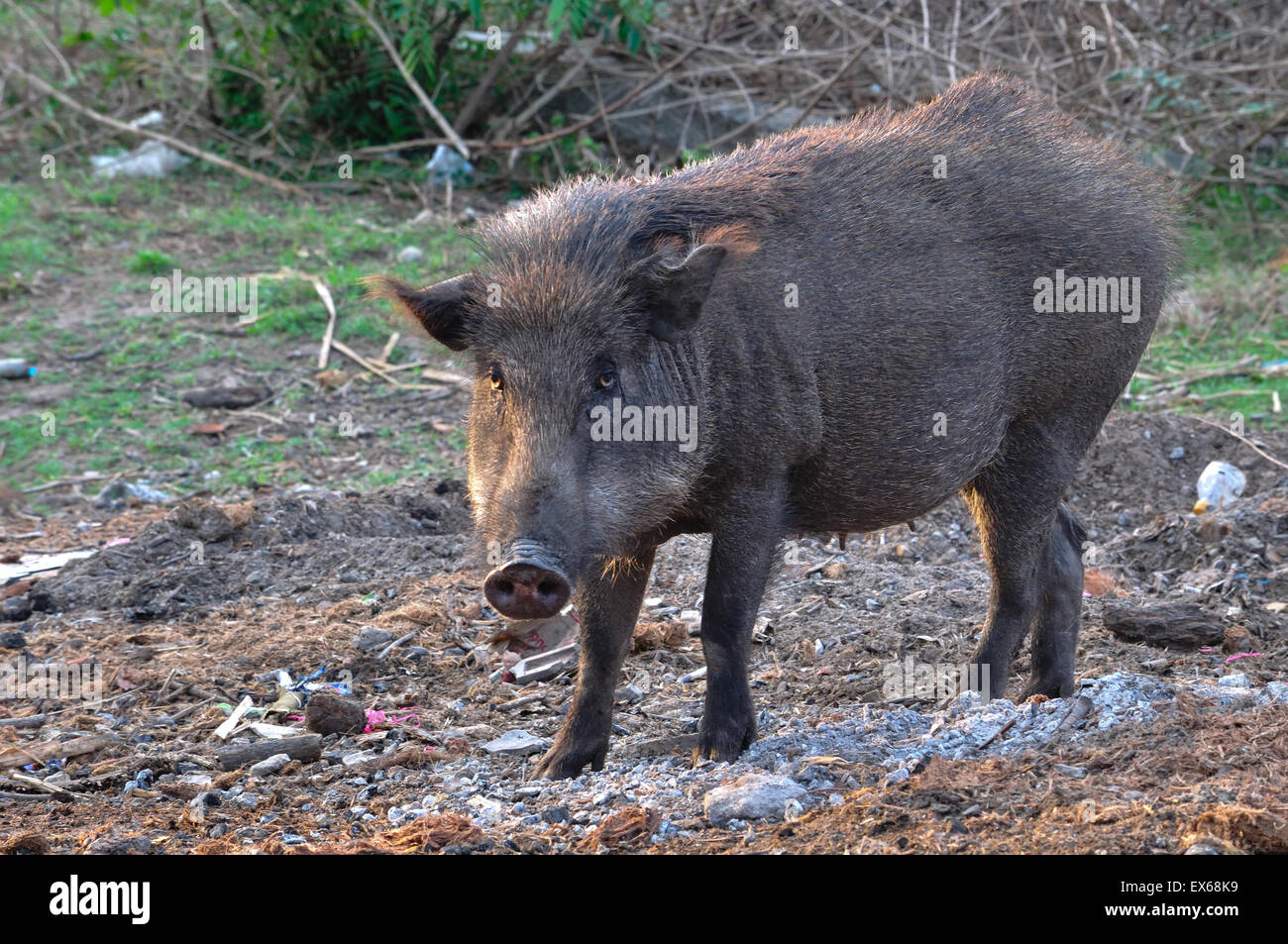 Indian Wild Boar Stock Photo - Alamy