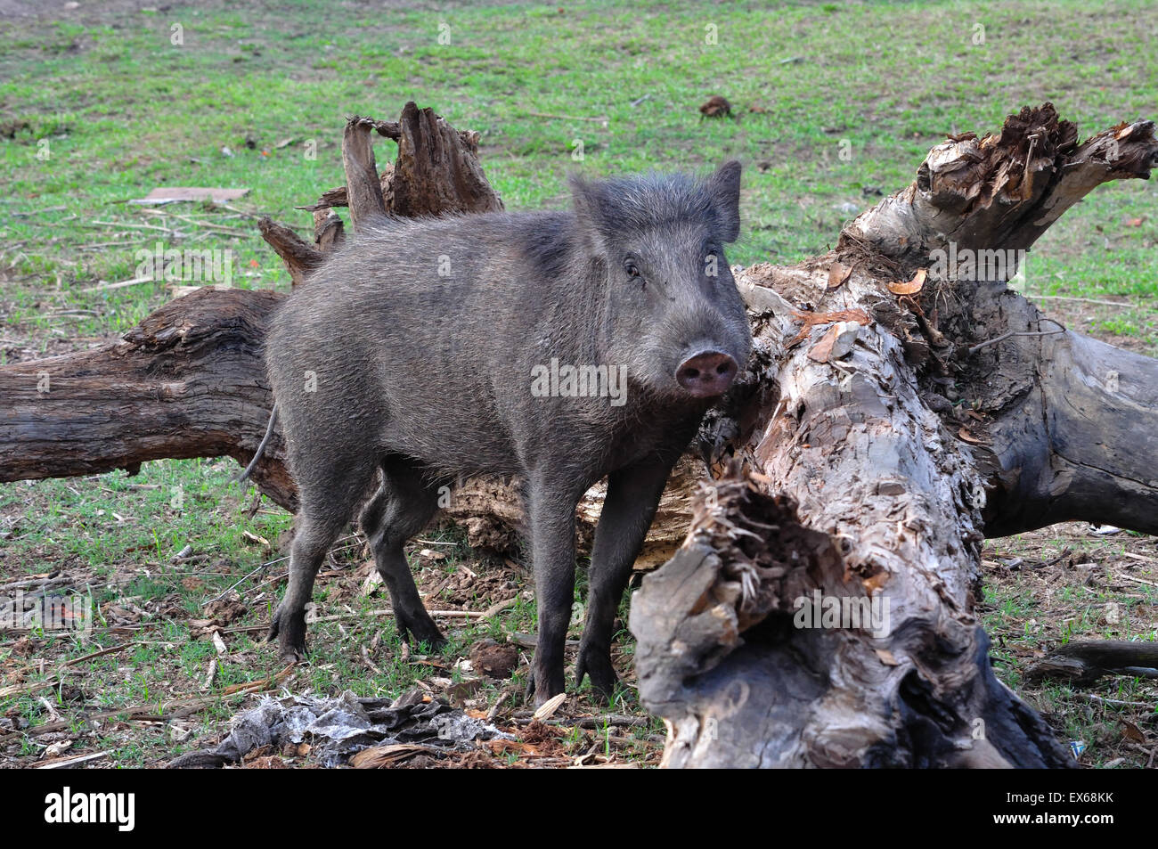 Indian Wild Boar Stock Photo - Alamy