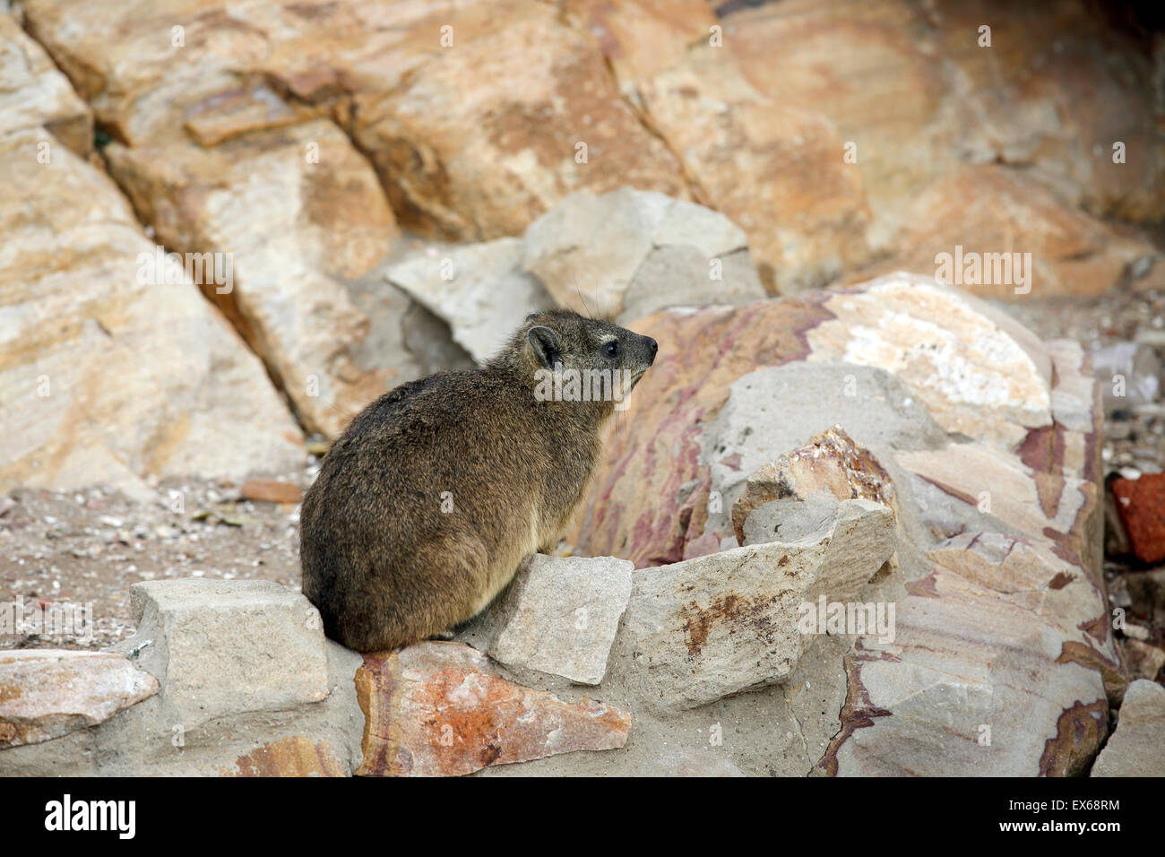 Rock Hyrax (Procavia capensis) also known as rock dassie relaxing on ...