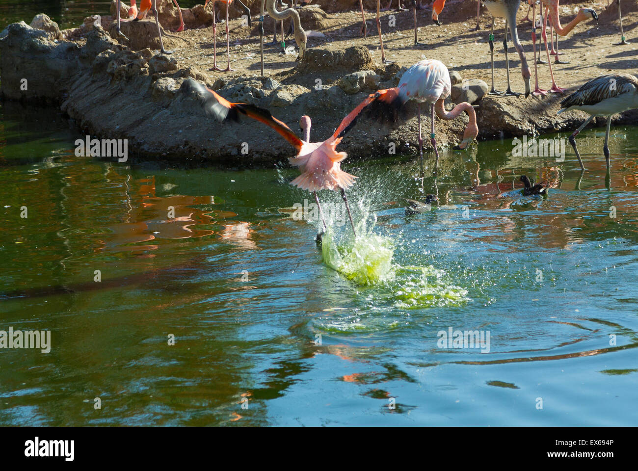 Common Flamingo (Phoenicopterus ruber Stock Photo - Alamy