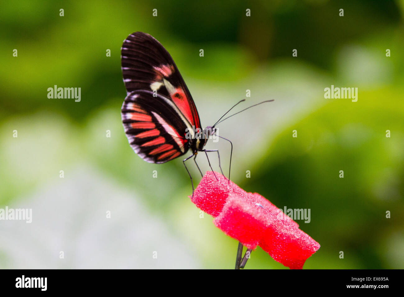 Beautiful butterfly with black wings and red Stock Photo - Alamy