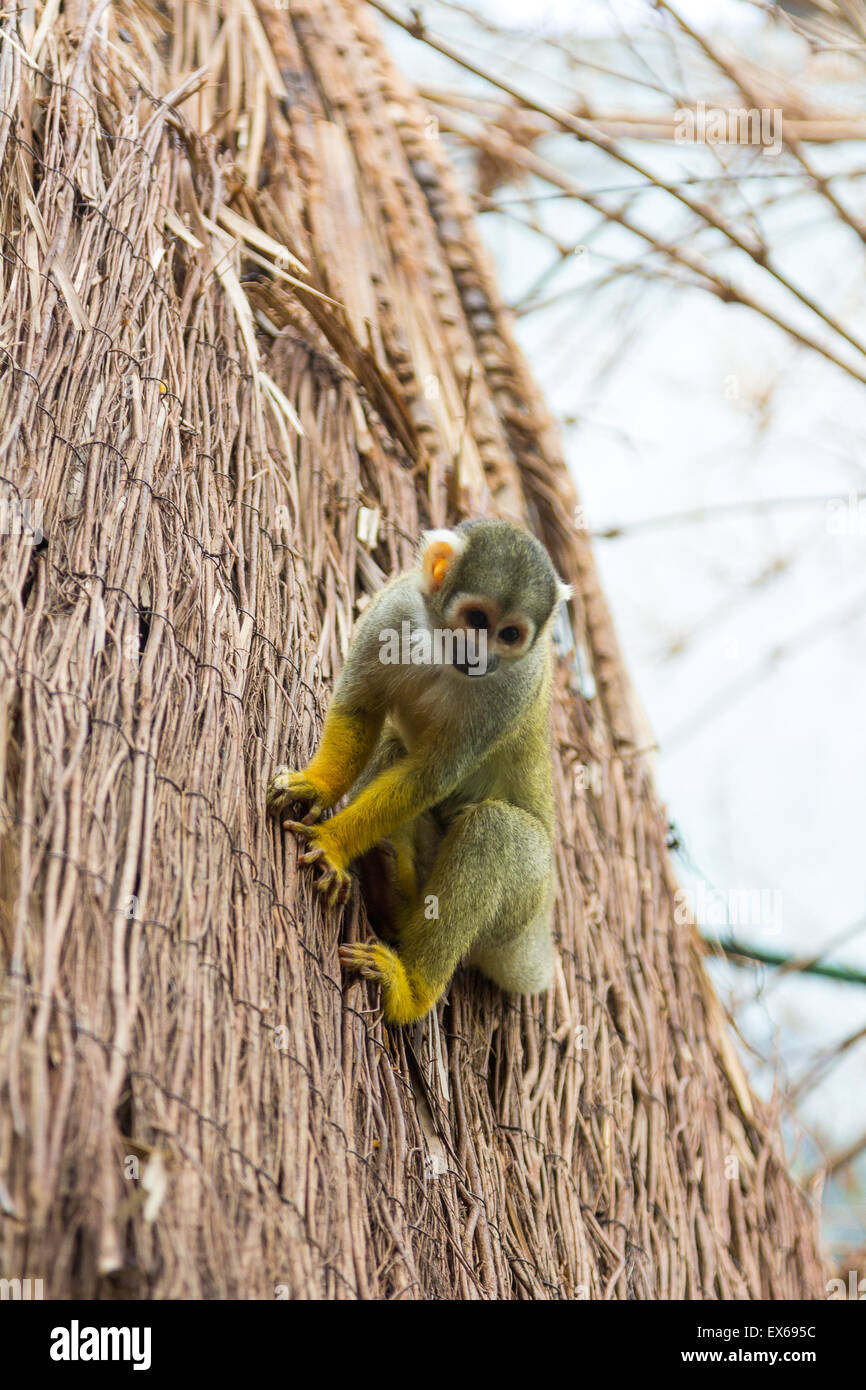 yellow squirrel monkey (Saimiri sciureus Stock Photo - Alamy