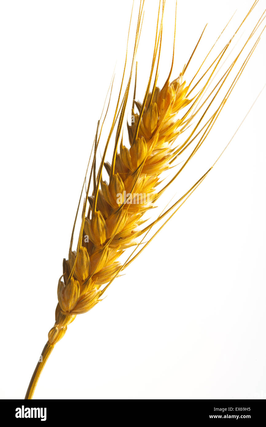 Still life of Wheat Stock Photo - Alamy