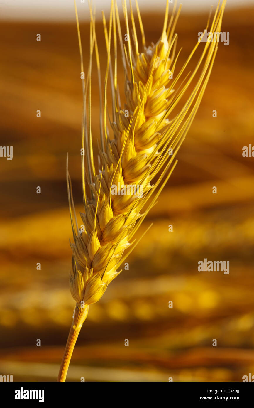 Still life of Wheat Stock Photo - Alamy