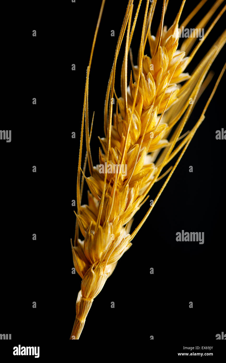 Still life of Wheat Stock Photo - Alamy