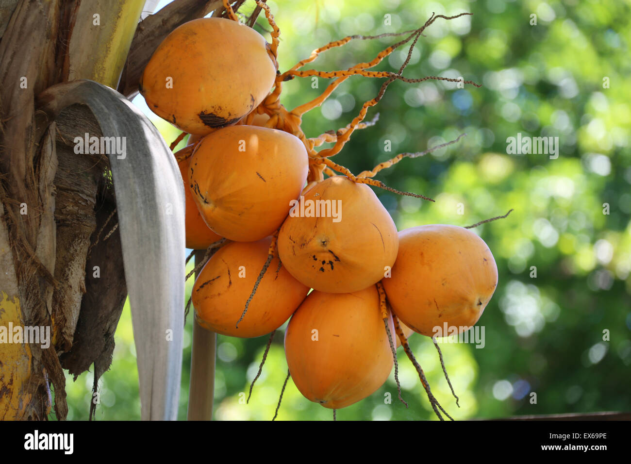 Coconuts on tree Stock Photo - Alamy