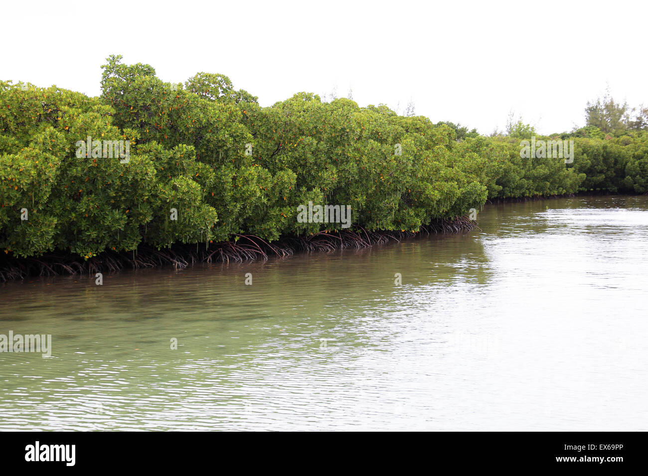 Trees growing in sea Stock Photo - Alamy