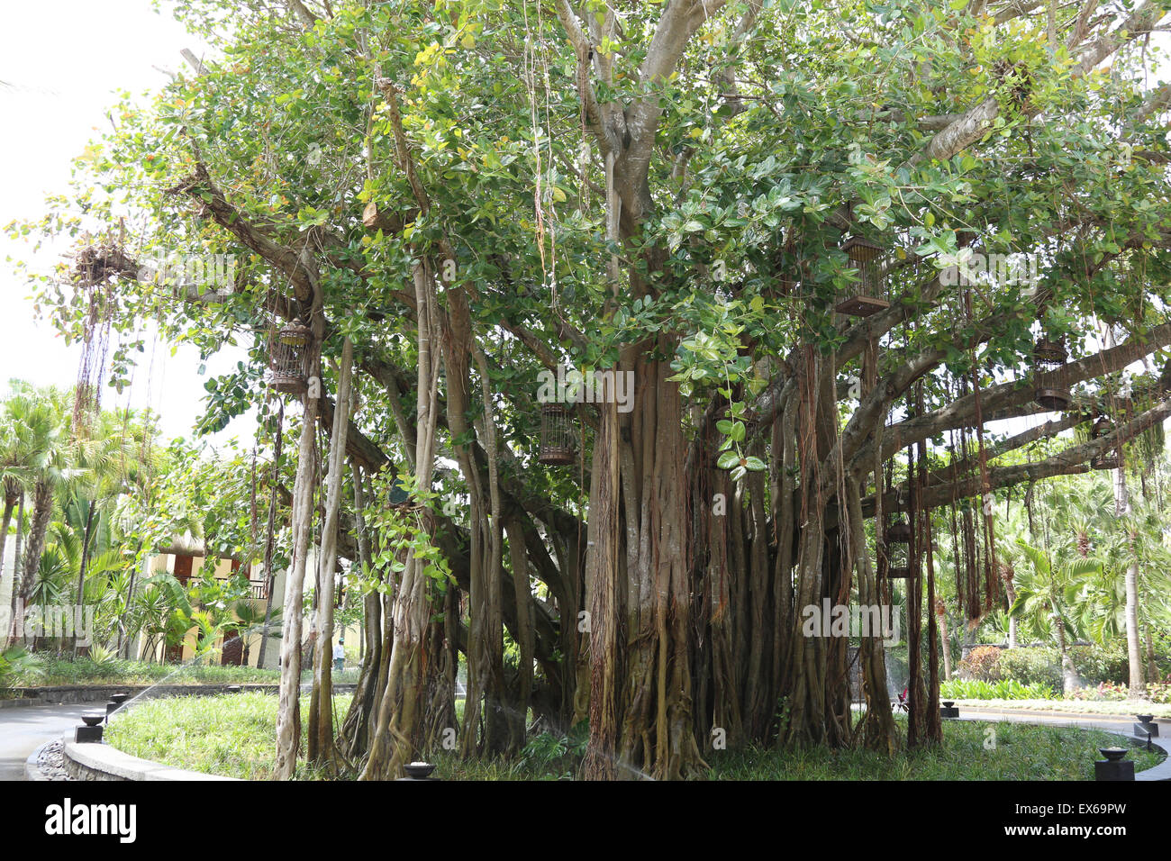 Bushy trees hi-res stock photography and images - Alamy