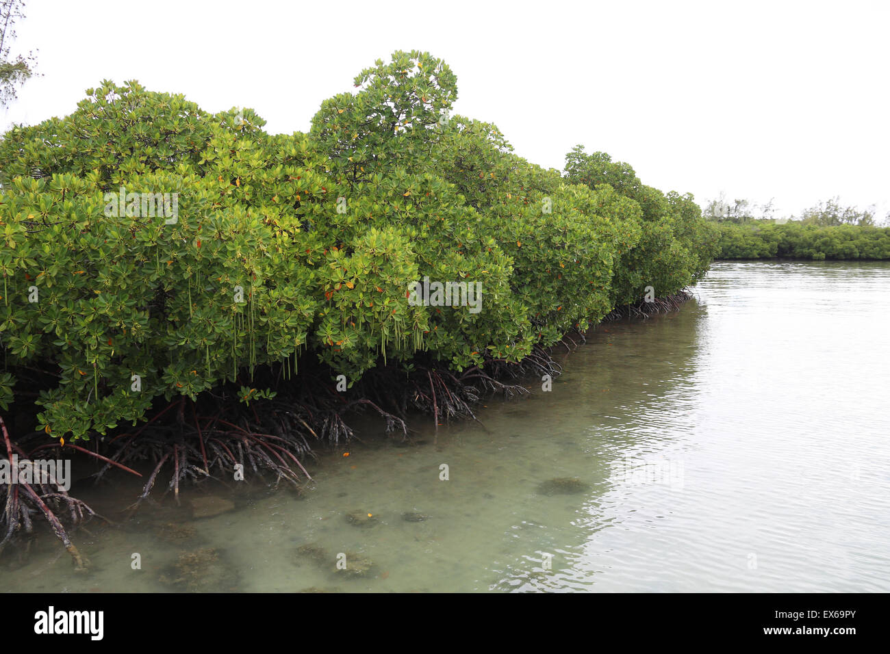 Trees growing in sea Stock Photo - Alamy