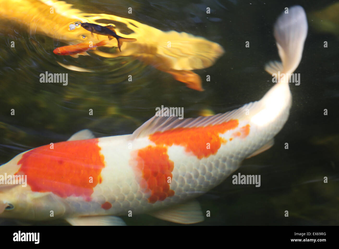 Koi carp in pond close up hi-res stock photography and images - Alamy