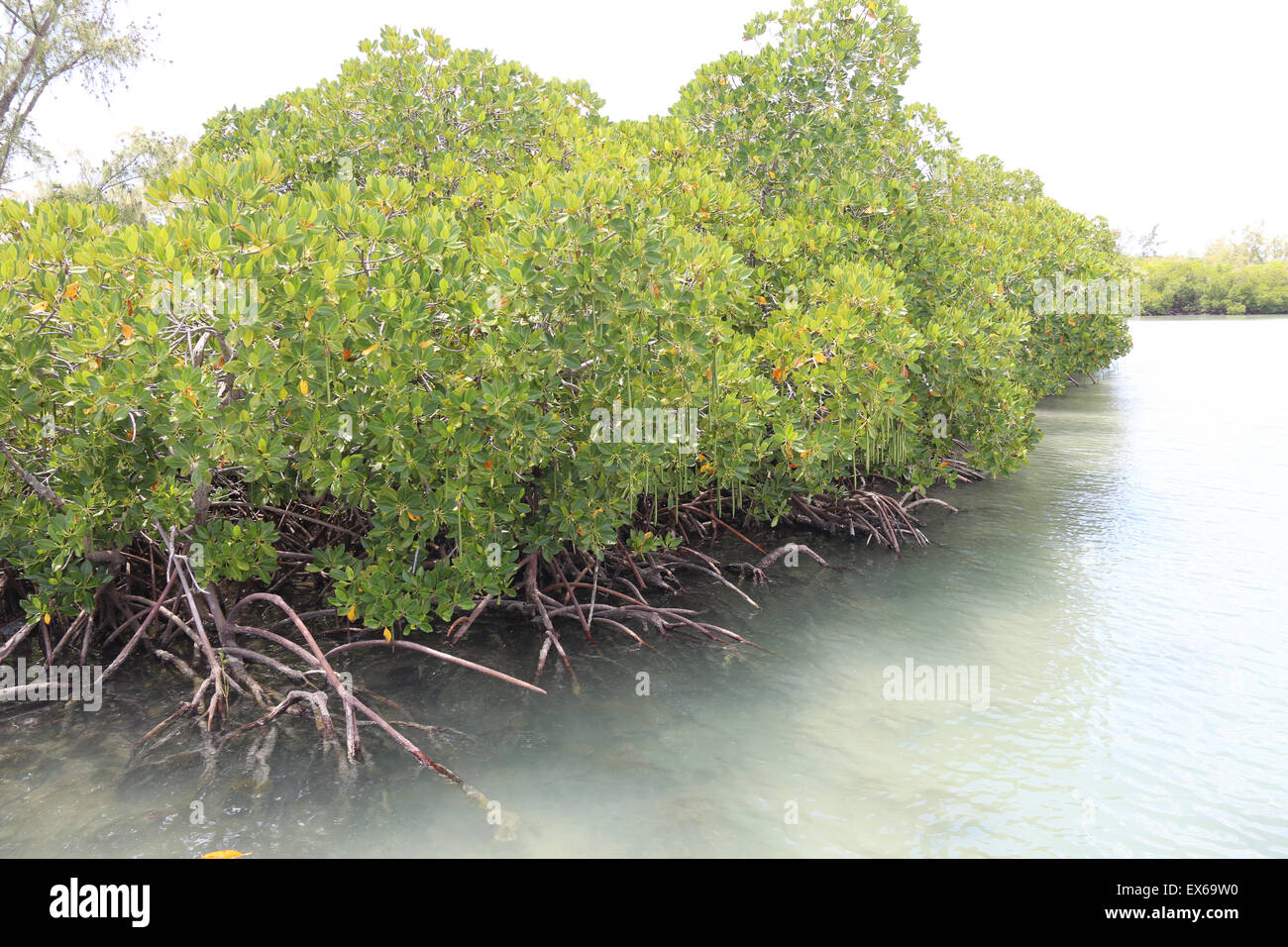 Trees growing in sea Stock Photo - Alamy