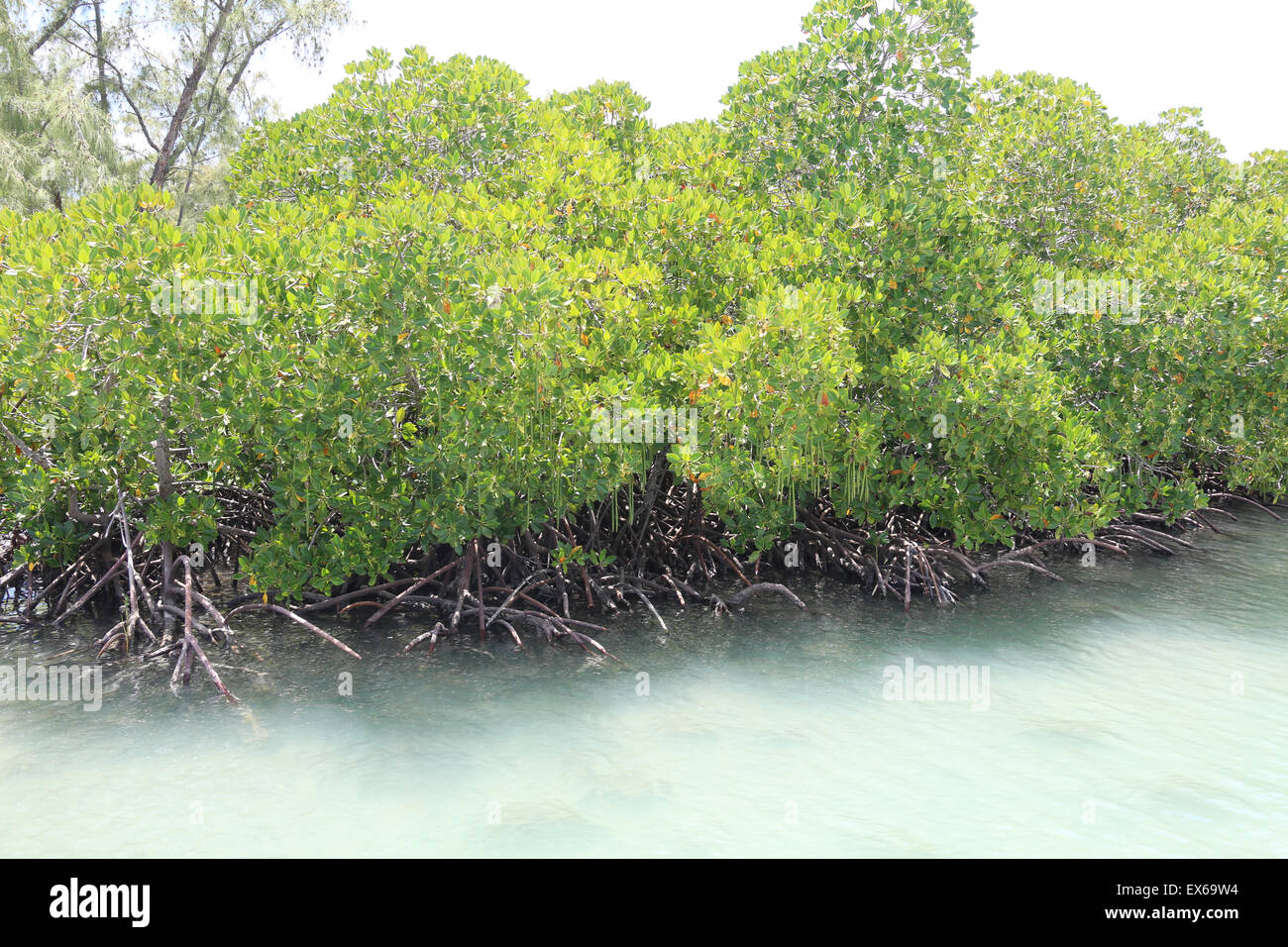 Trees growing in sea Stock Photo - Alamy