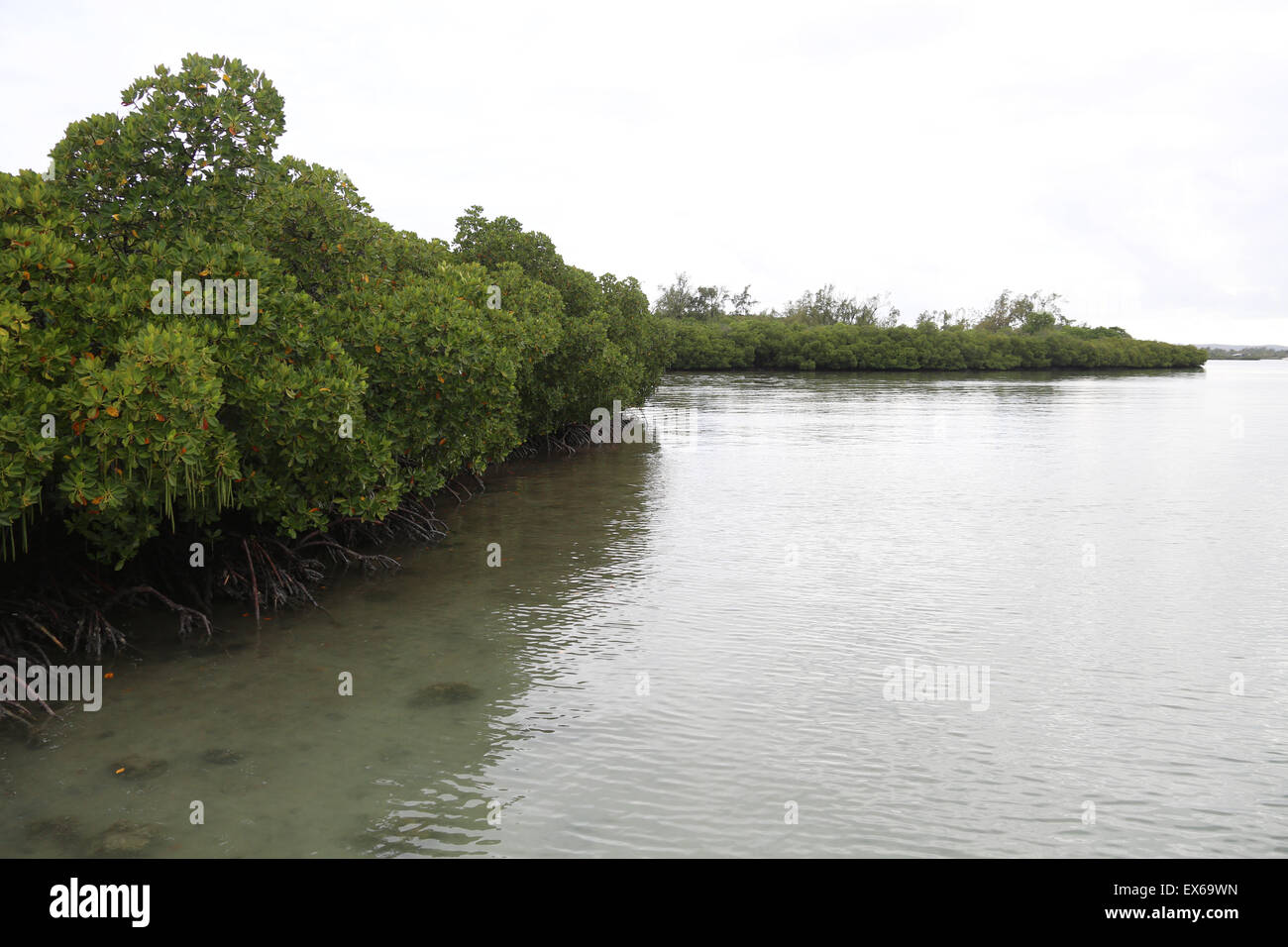 Trees growing in sea Stock Photo - Alamy