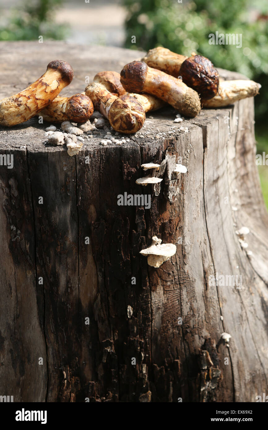 Close-up of matsutake Stock Photo - Alamy