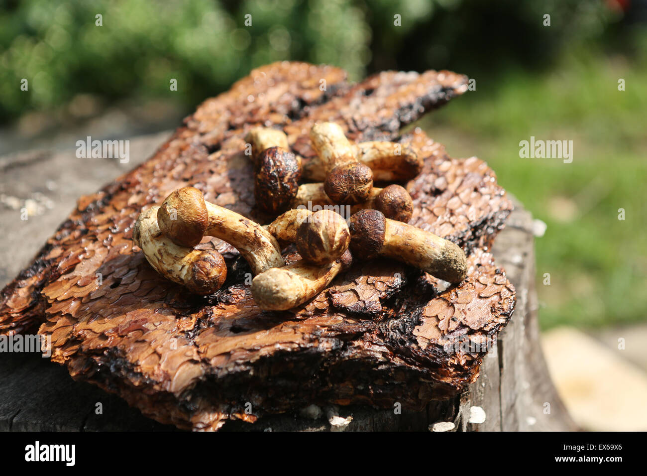 Matsutake tree hi-res stock photography and images - Alamy