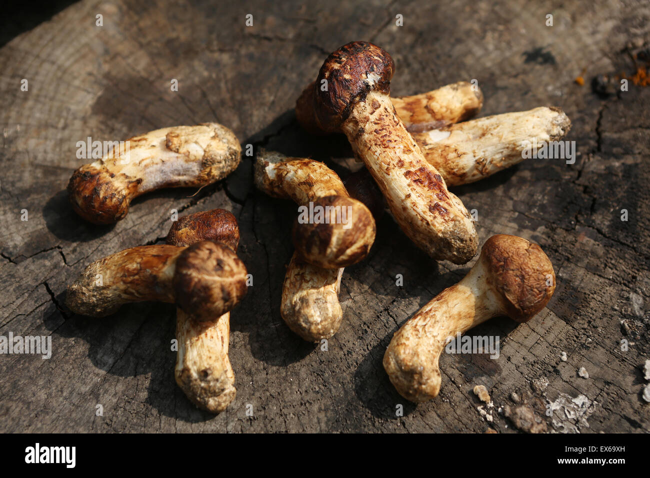 Matsutake tree hi-res stock photography and images - Alamy
