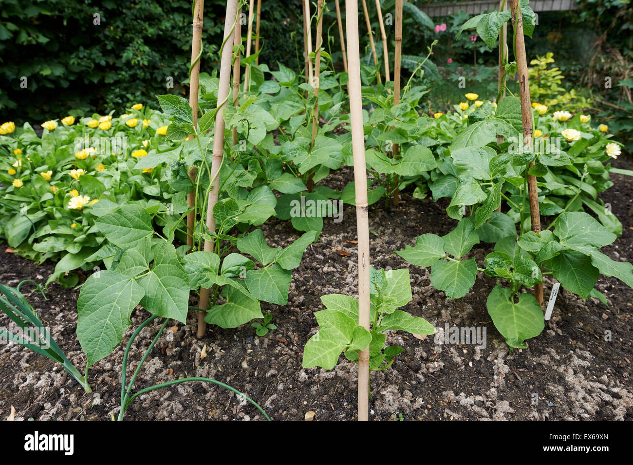 Runner Beans and Climbing Beans Growing on Cane Wigwams with Marigolds ...