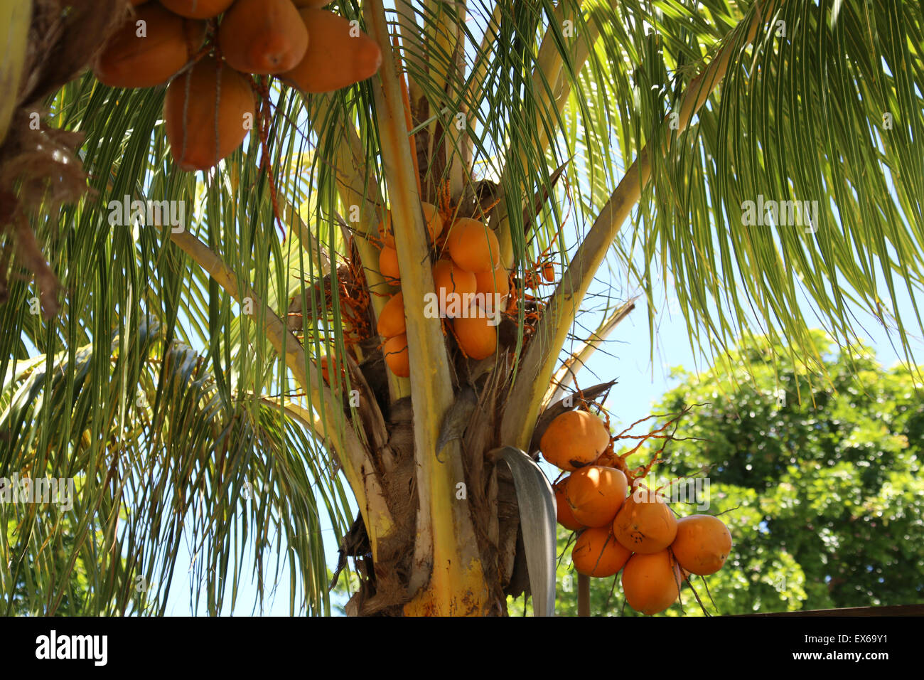 Coconuts on tree Stock Photo - Alamy