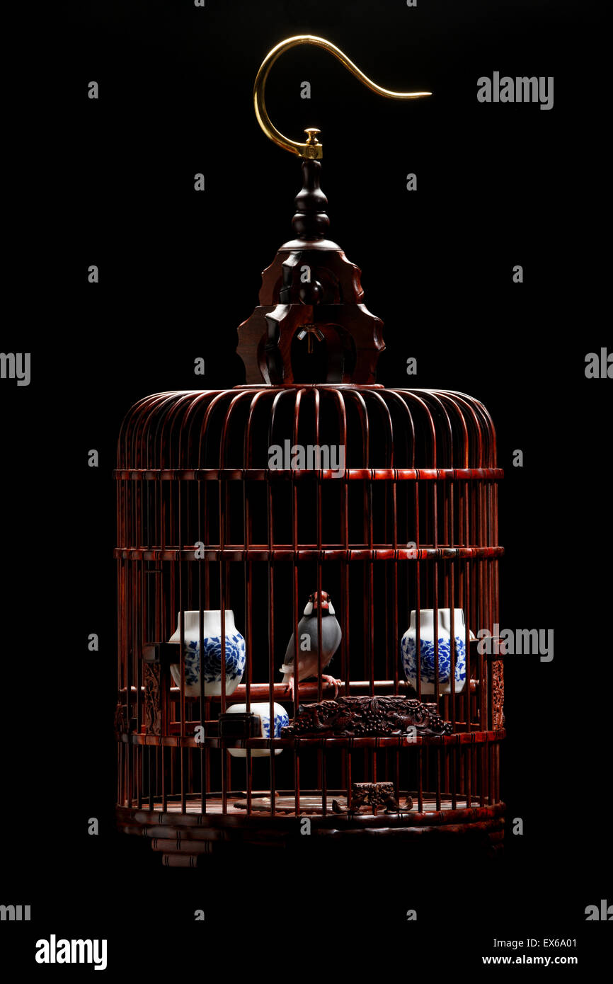 Bird in a birdcage Stock Photo - Alamy