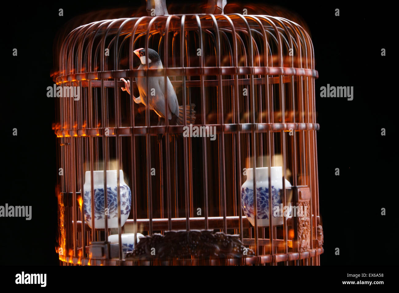 Bird in a birdcage Stock Photo - Alamy