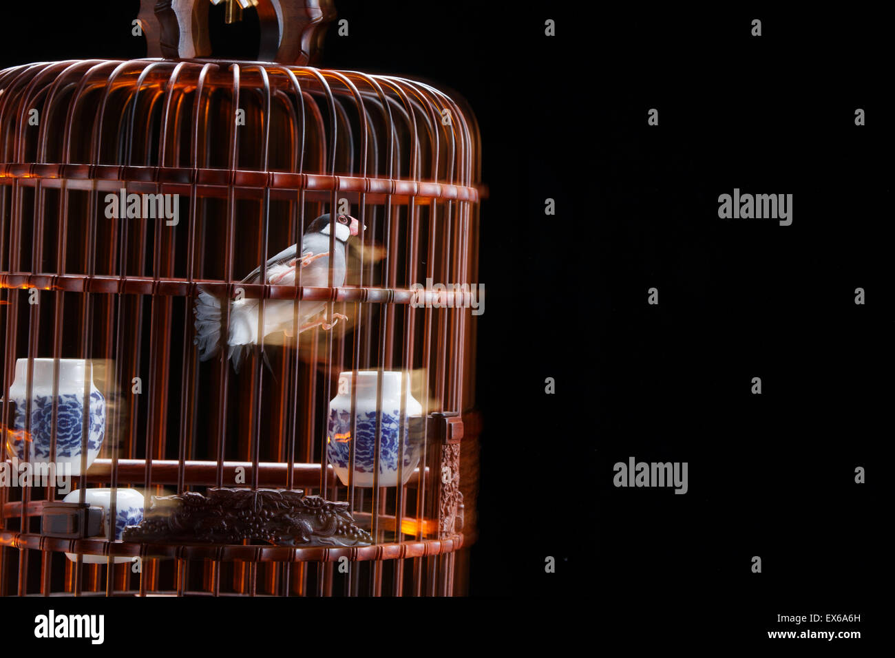 Bird in a birdcage Stock Photo - Alamy