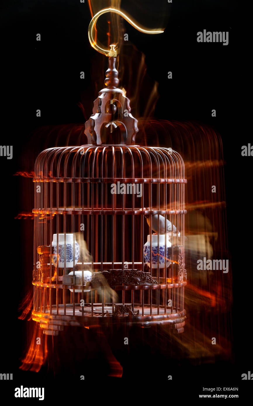 Bird in a birdcage Stock Photo - Alamy