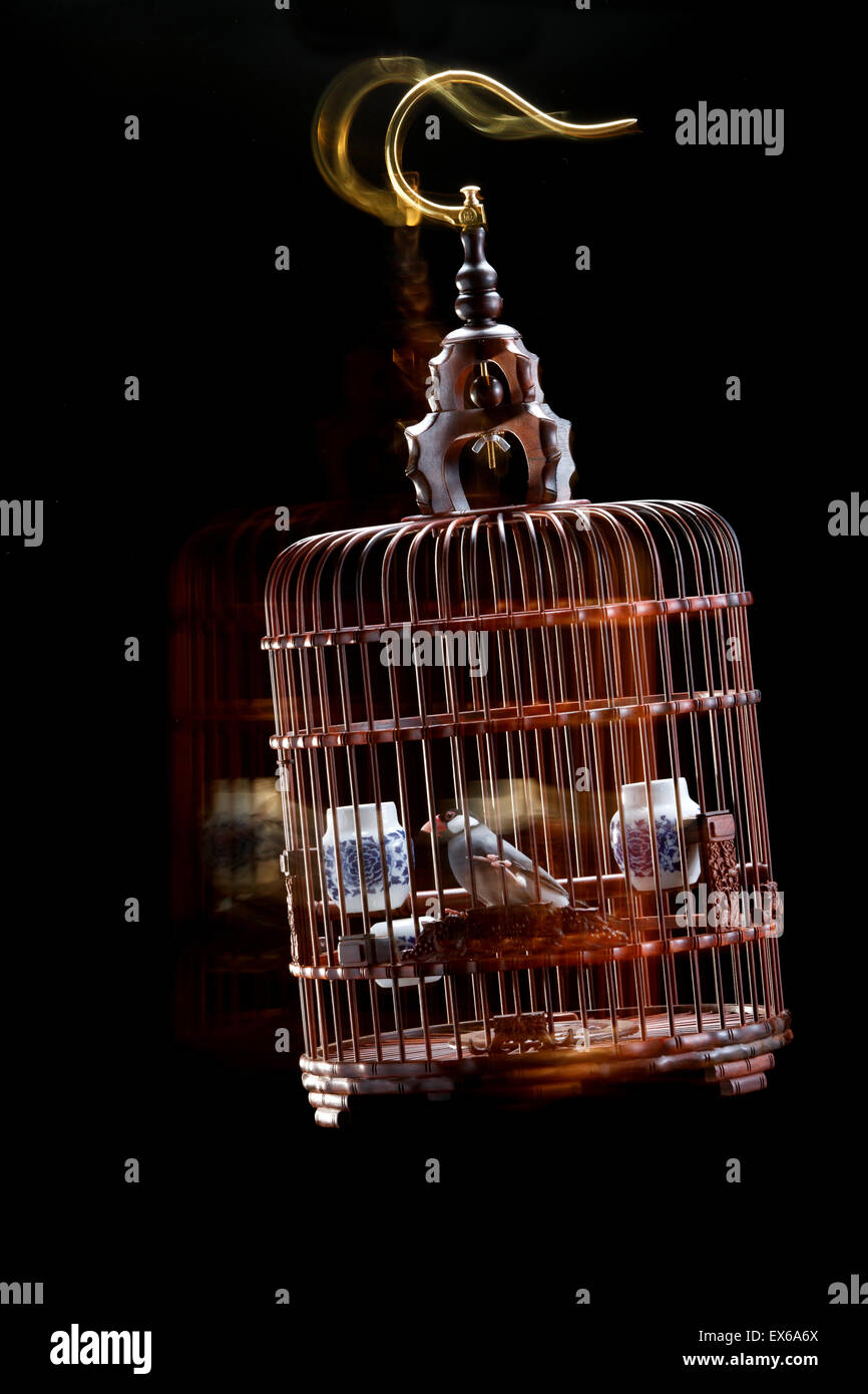 Bird in a birdcage Stock Photo - Alamy