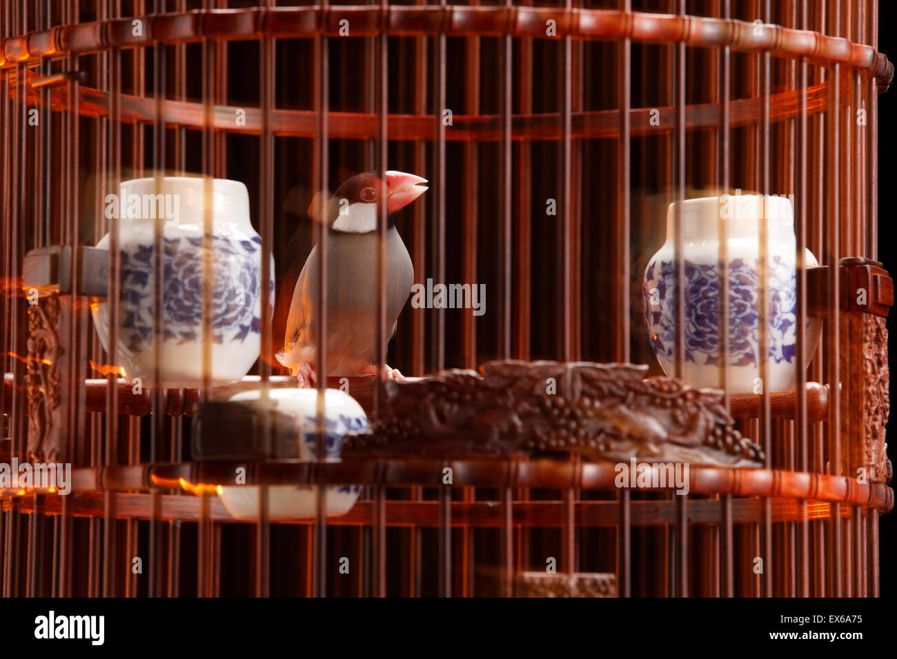 Bird in a birdcage Stock Photo - Alamy