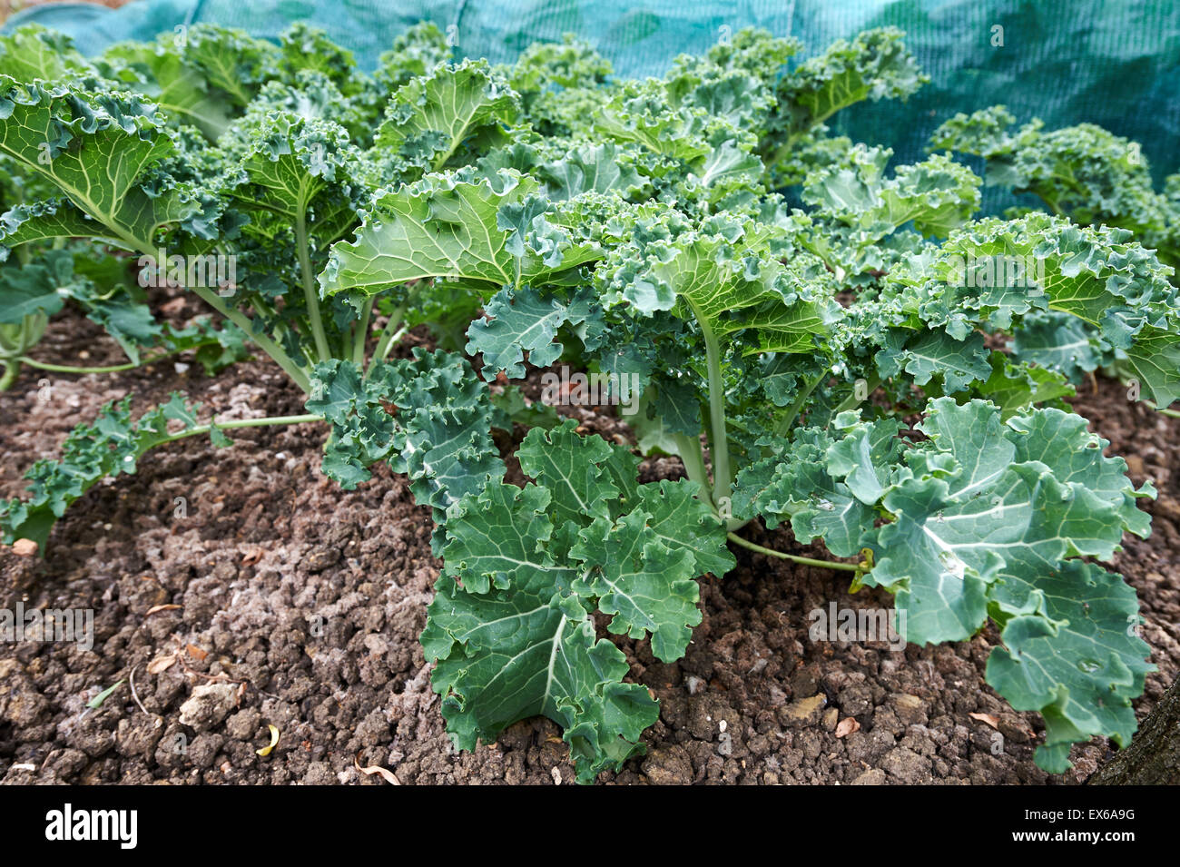 Kale plants hi-res stock photography and images - Alamy