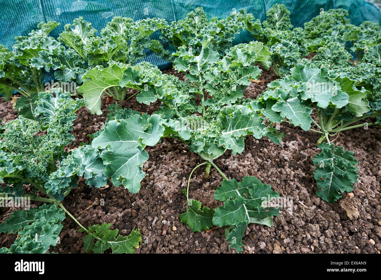 Kale plants hi-res stock photography and images - Alamy