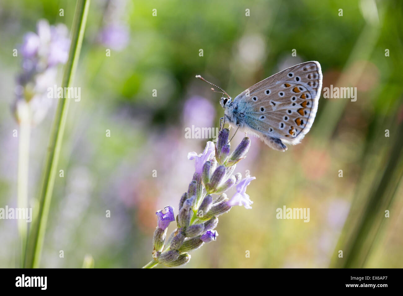 Rainbow butterfly hi-res stock photography and images - Alamy