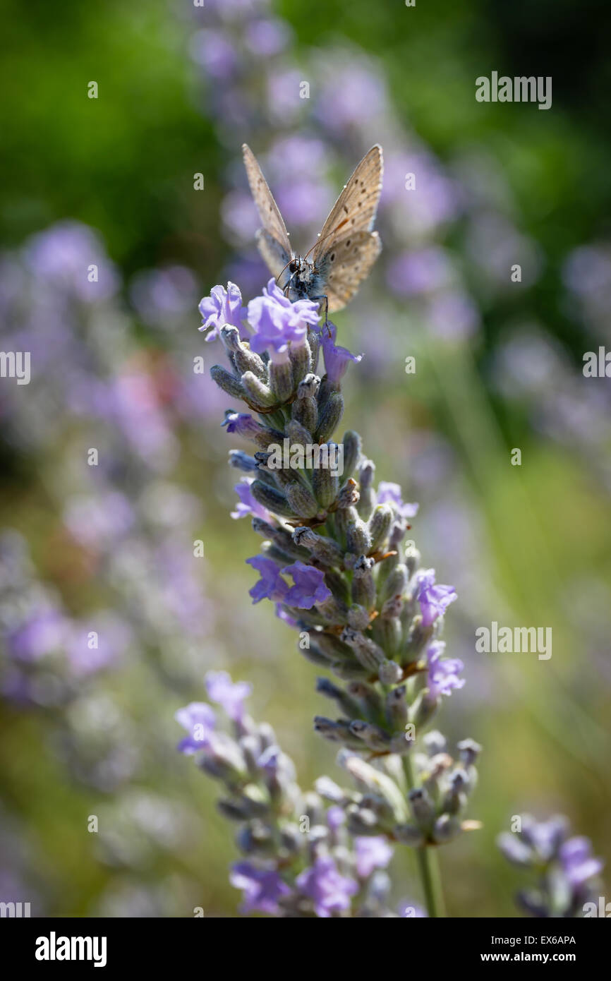Butterfly on top of a lavander staring Stock Photo - Alamy