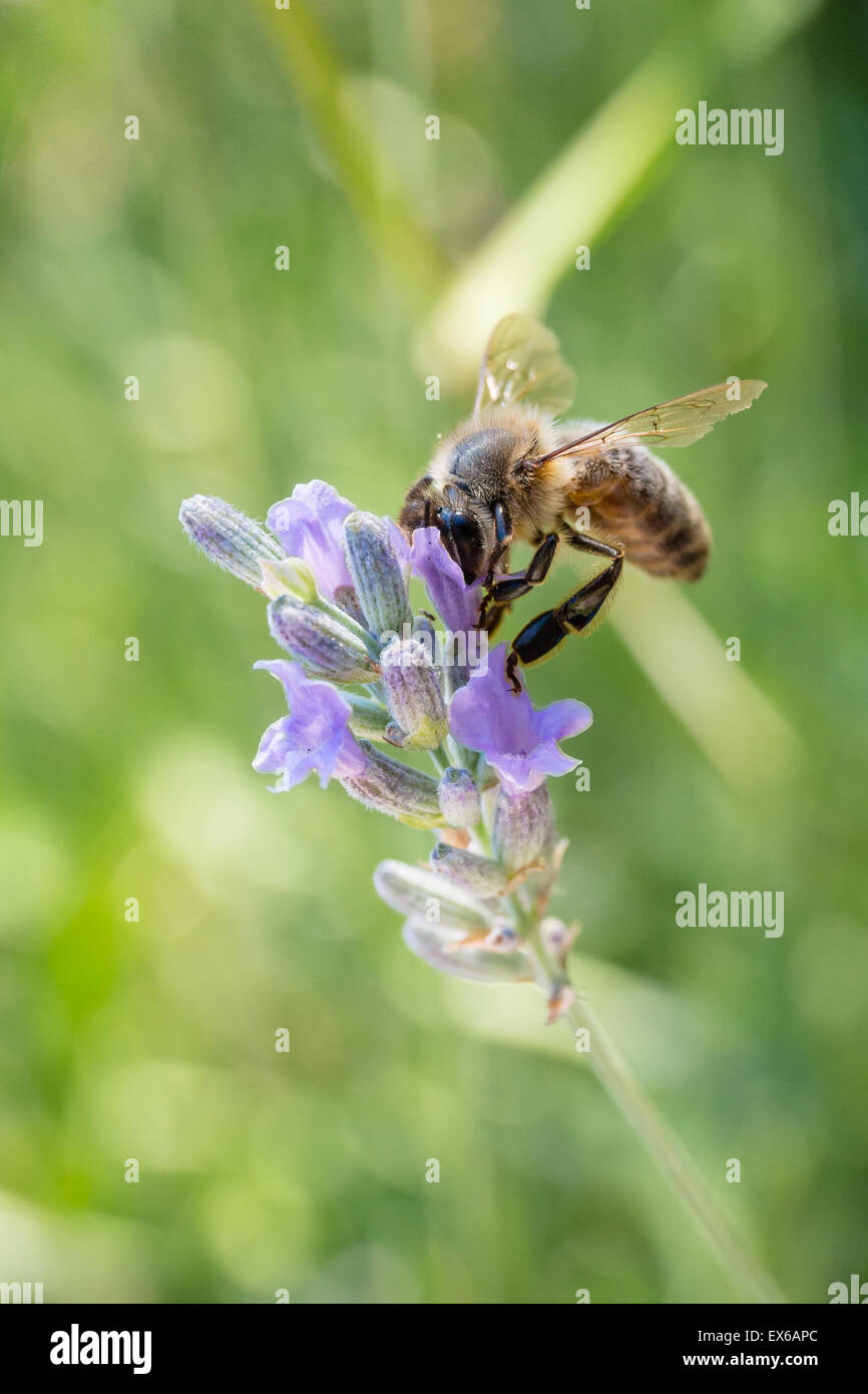 Bee at work Stock Photo - Alamy