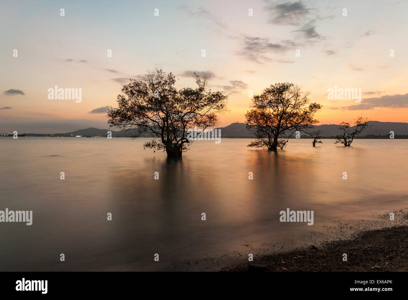 Tree in the sea with color of sunset Stock Photo - Alamy