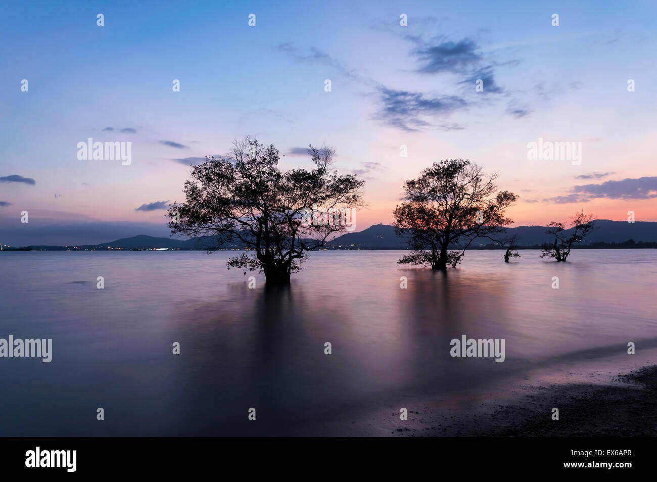 Tree in the sea with color of sunset Stock Photo - Alamy