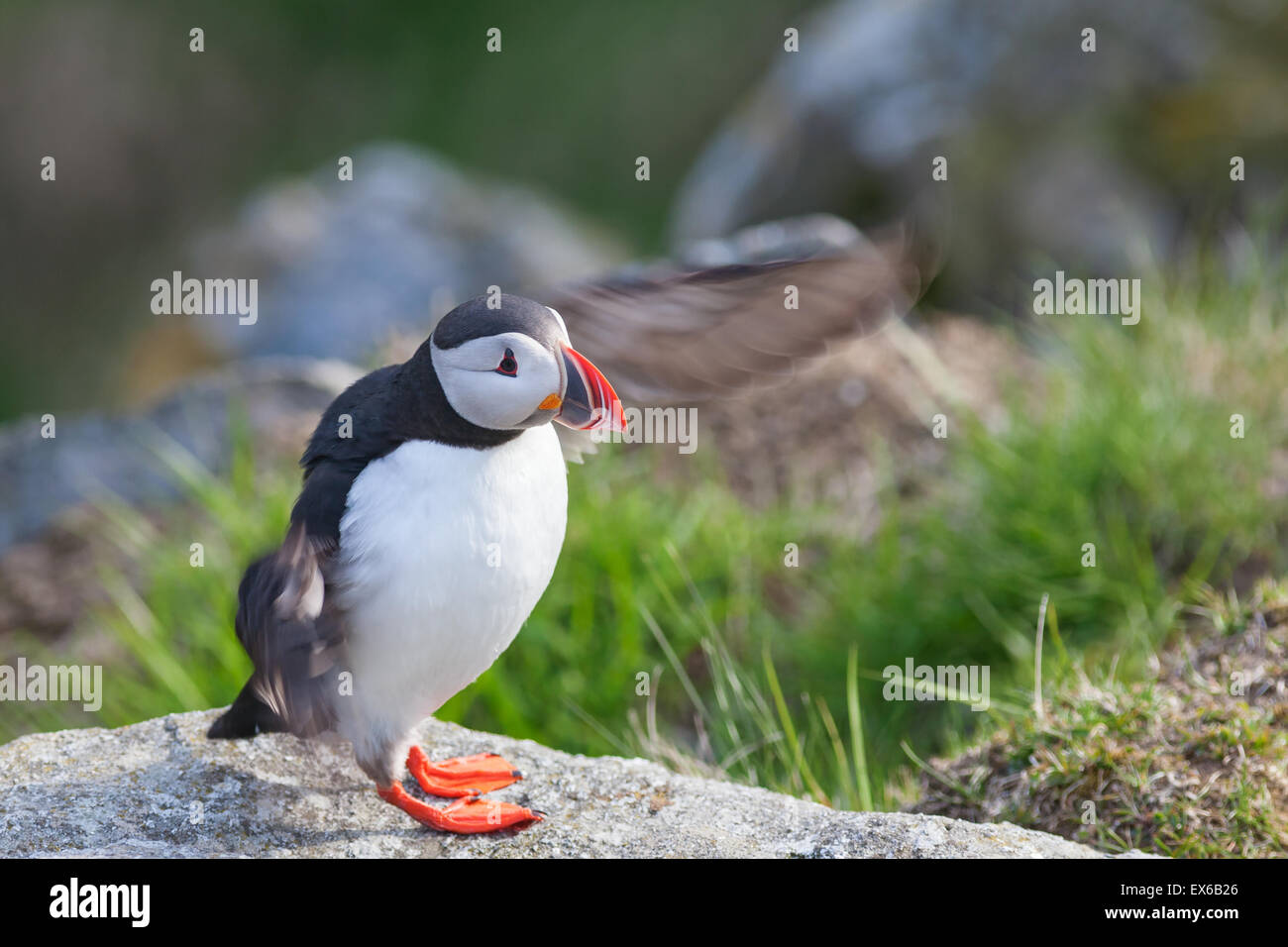 Raise flap hi-res stock photography and images - Alamy