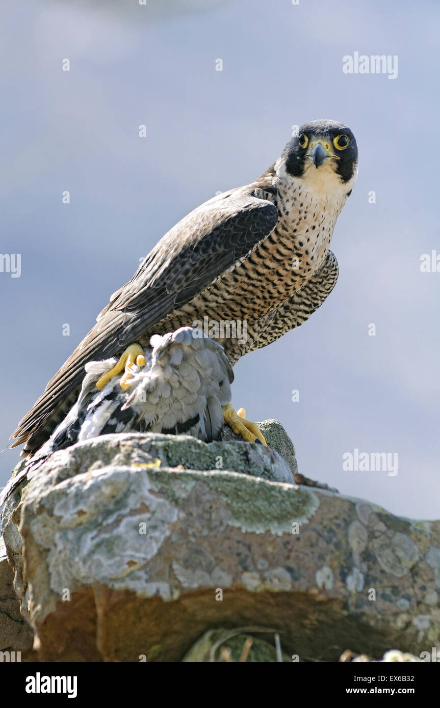 Vertical portrait of Peregrine falcon, Falco peregrinus (Falconidae ...