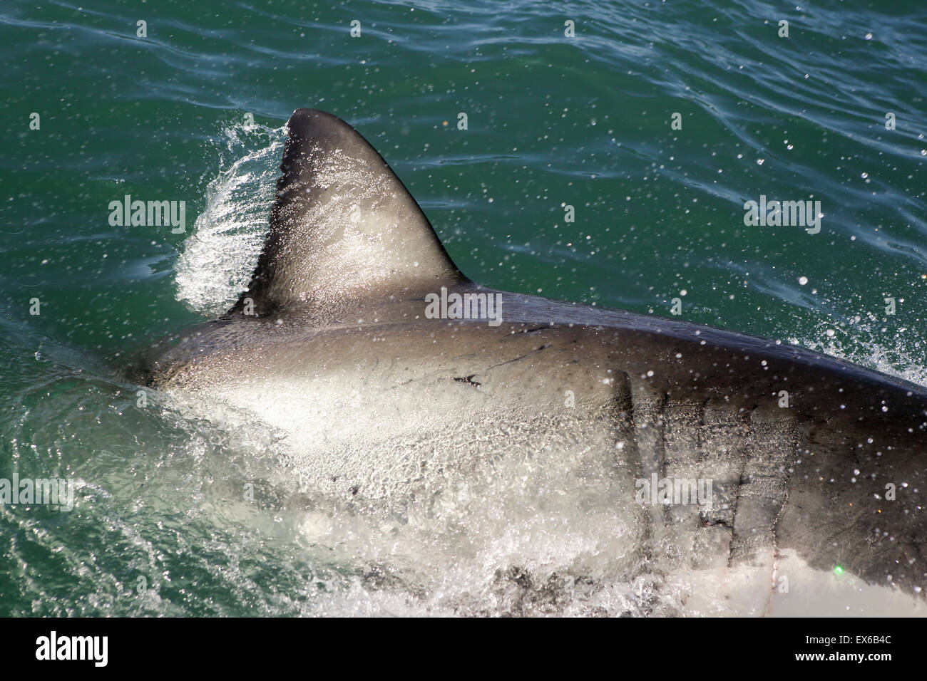 Great white shark dorsal fin hi-res stock photography and images - Alamy