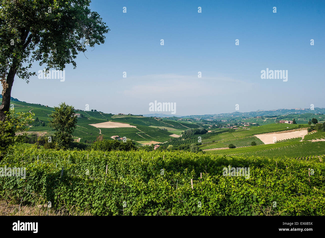 Italy Piedmont Langhe World Heritage Barolo landscape with vineyards ...