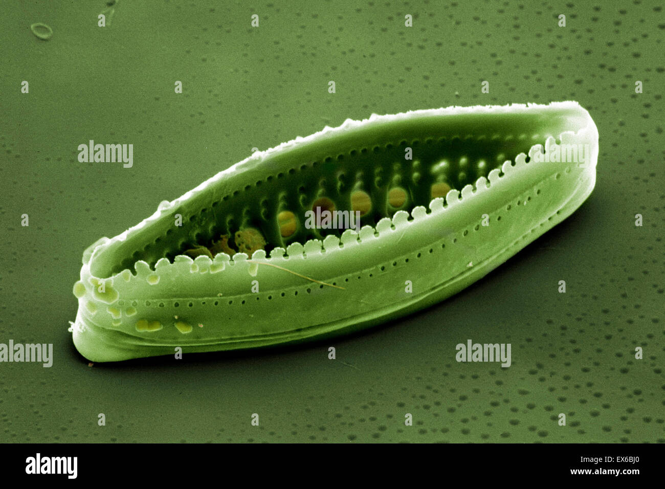 Phytoplankton hi-res stock photography and images - Alamy