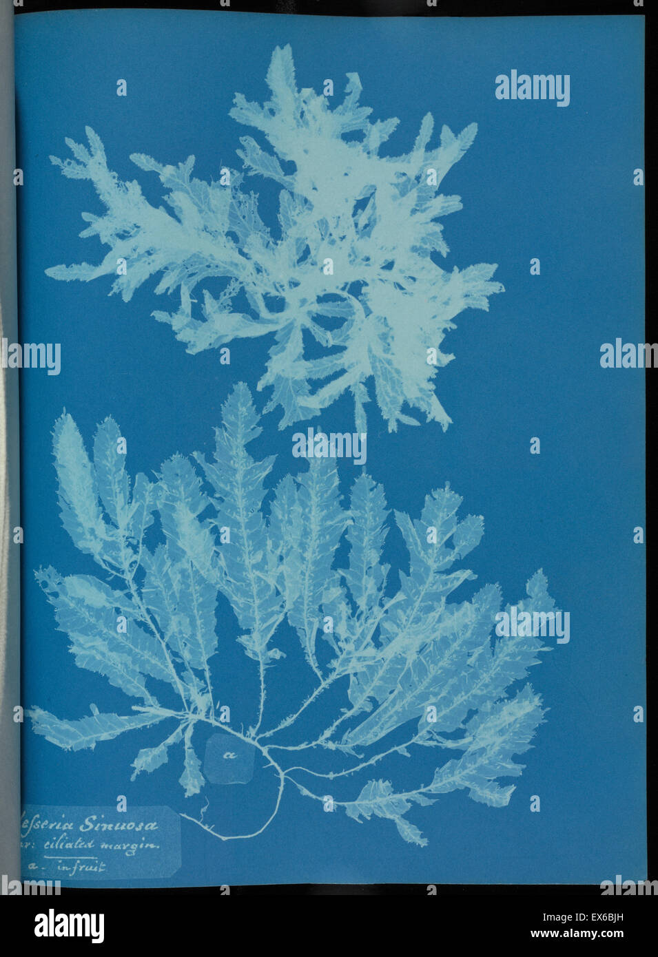 Fruit anatomy hi-res stock photography and images - Alamy