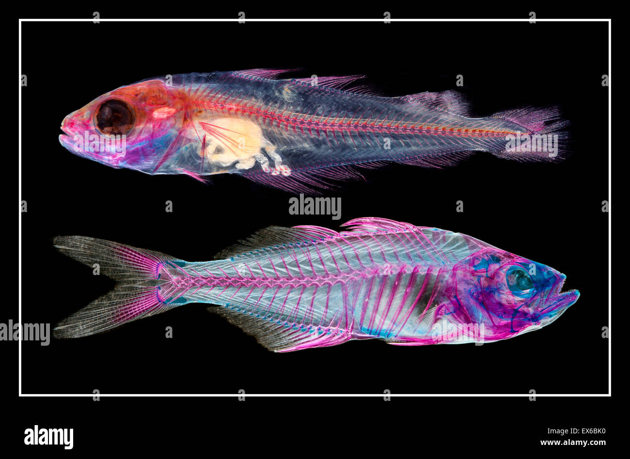 Indian Glassfishes High Resolution Stock Photography and Images - Alamy