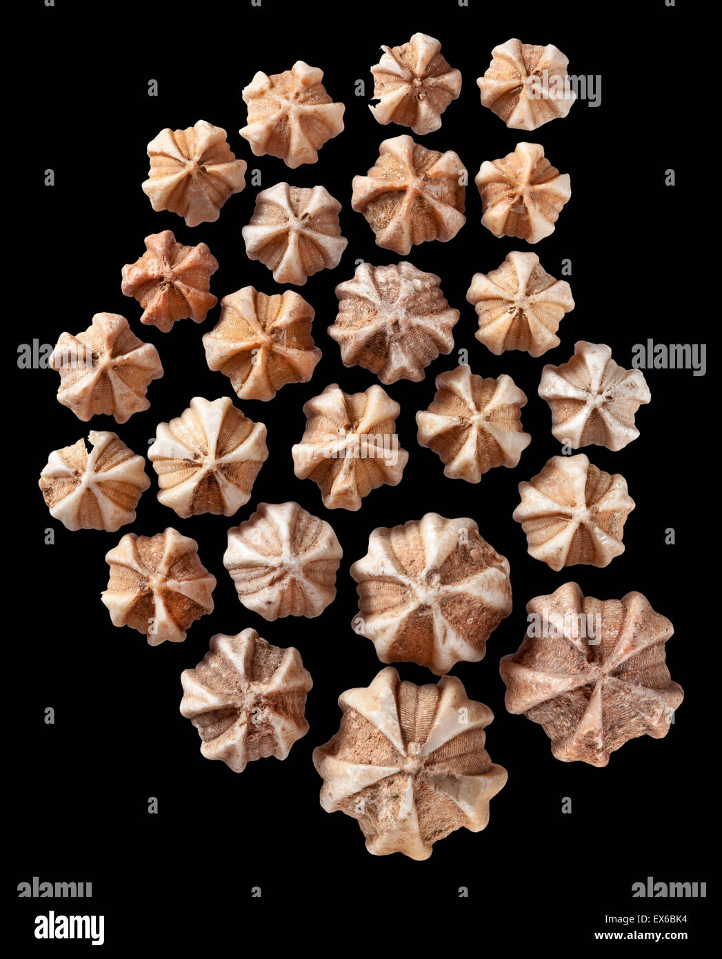 Deltoblastus, fossil blastoids Stock Photo - Alamy
