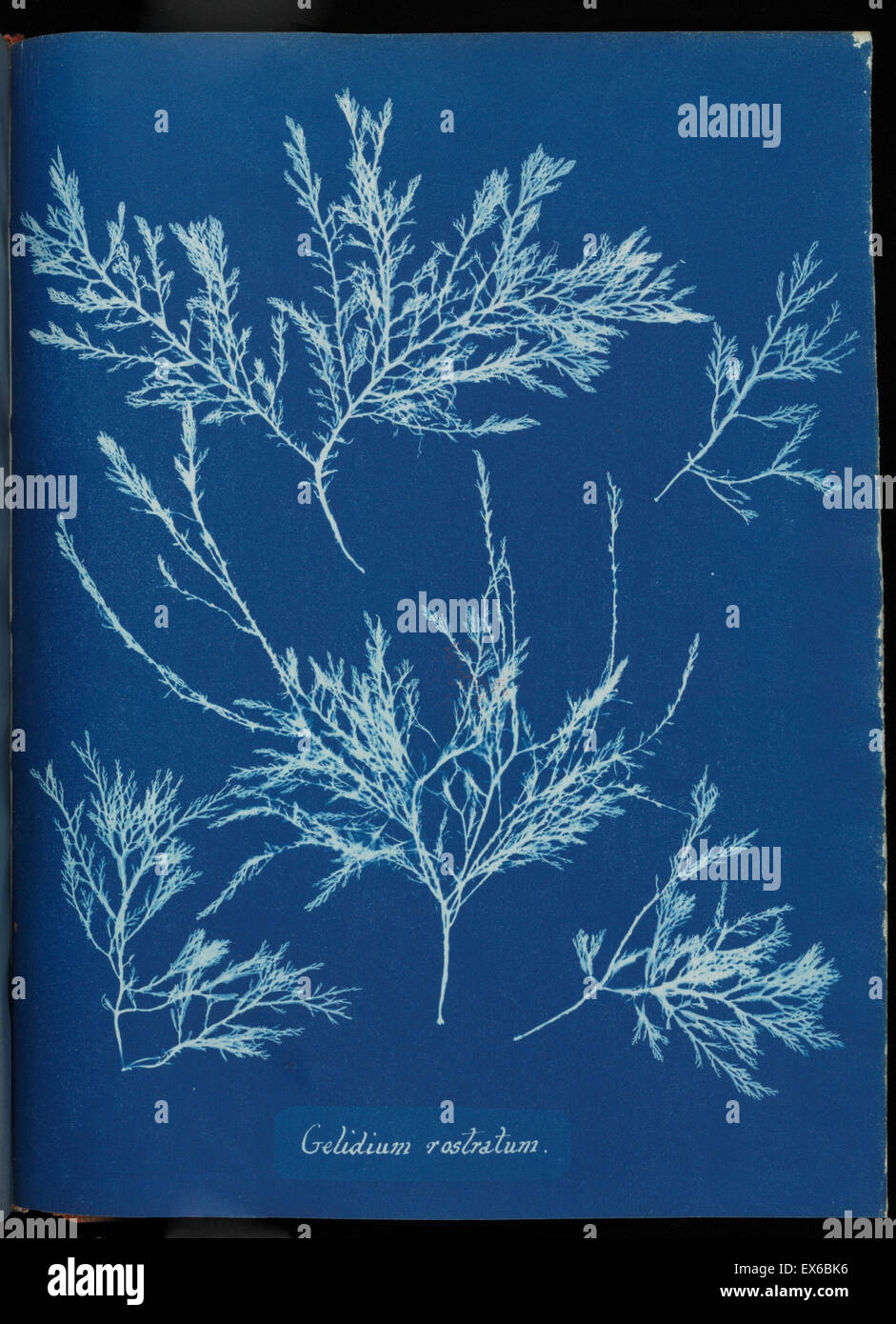 Gelidium hi-res stock photography and images - Alamy