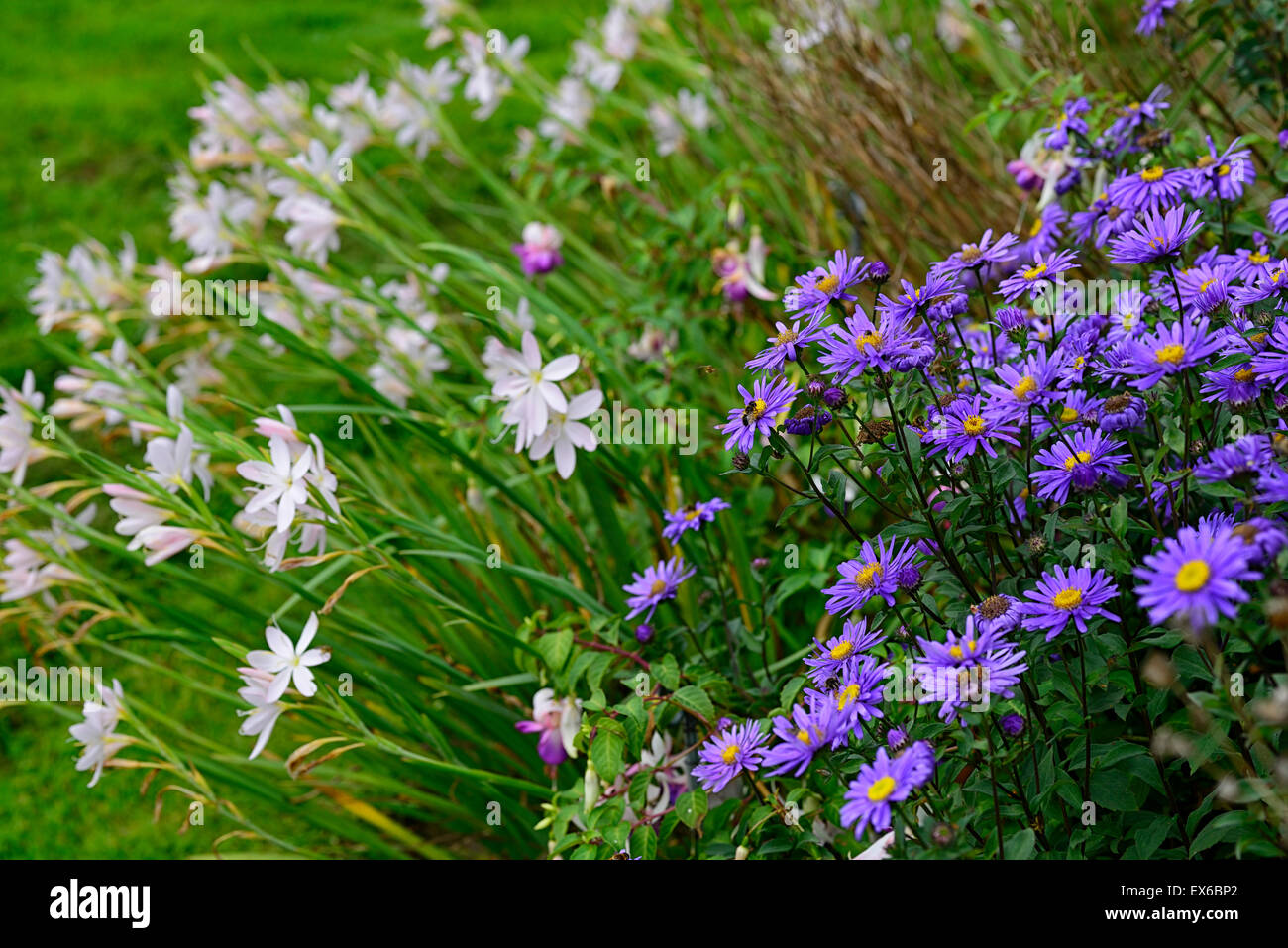 aster eiger schizostylis pink princess autumn flower flowering display ...