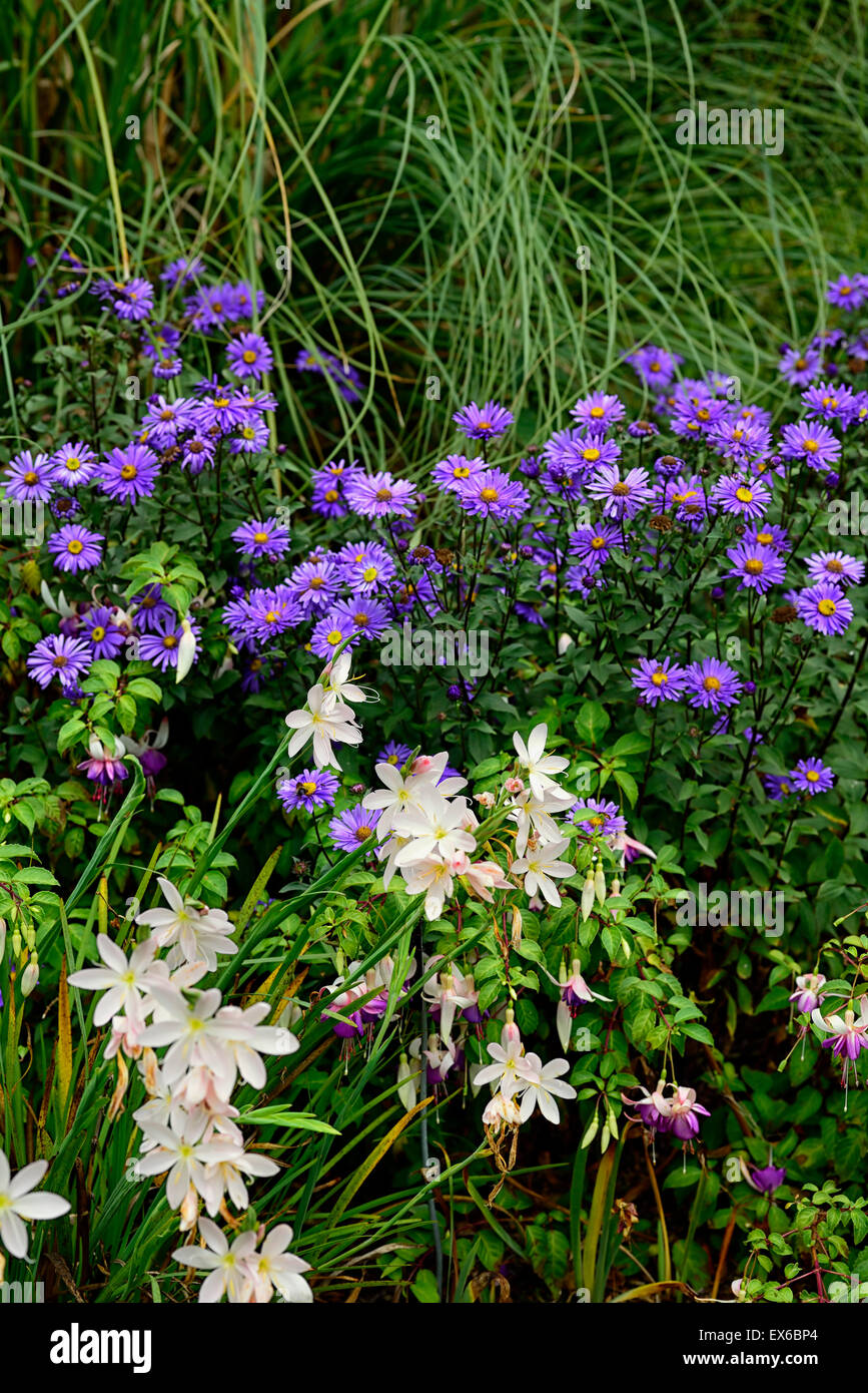 aster eiger schizostylis pink princess fuchsia delta's sarah autumn ...
