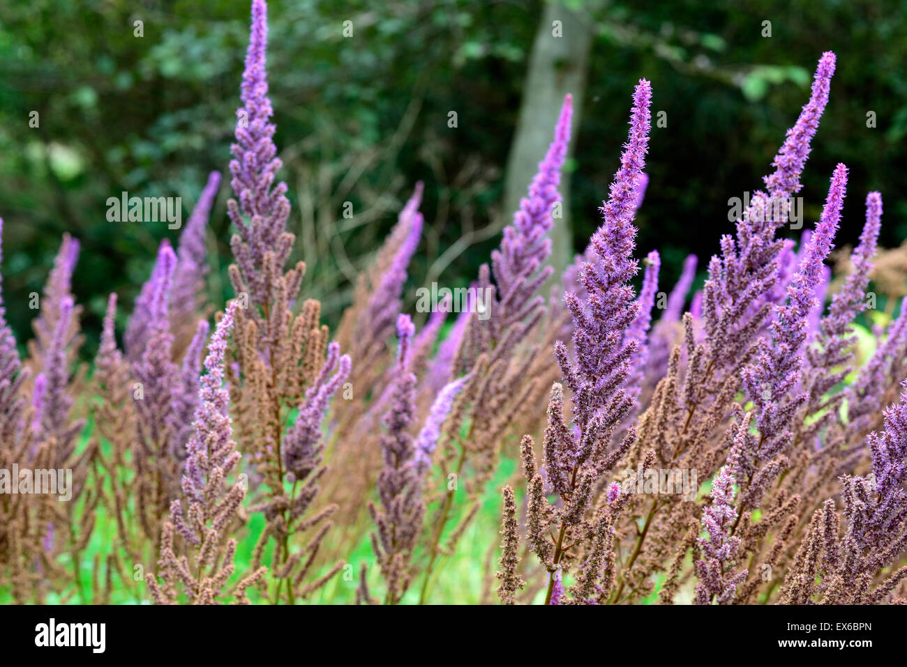 Astilbe chinensis var taquetii brokat lilac purple flowers flower spike ...